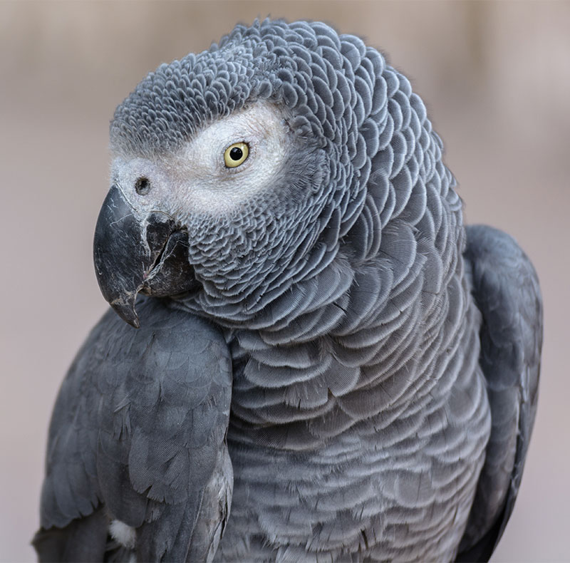 Exotics – Lewiston Veterinary Clinic