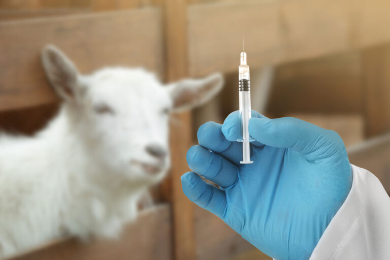 Top Five Parasites in Goats and How to Treat Them – Lewiston Veterinary ...